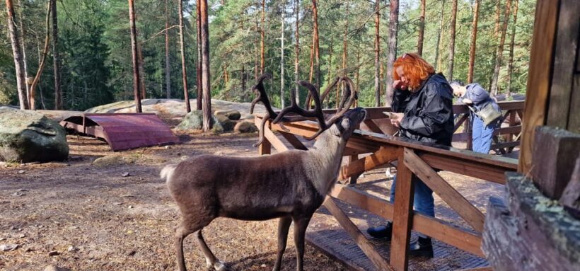 PRIVATE Reindeer Park Adventure by VIP Car - A Closer Look at the Reindeer Park Adventure
