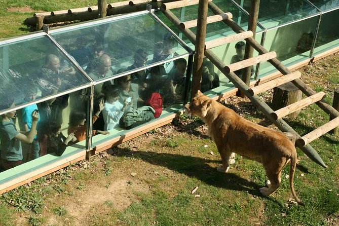 Private Return Transfer Thoiry Zoo Safari from Paris - The Experience from a Traveler’s Perspective