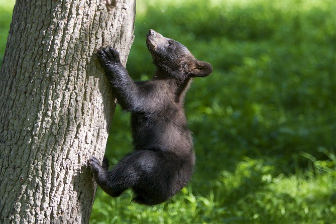 Private Return Transfer Thoiry Zoo Safari from Paris - The Sum Up