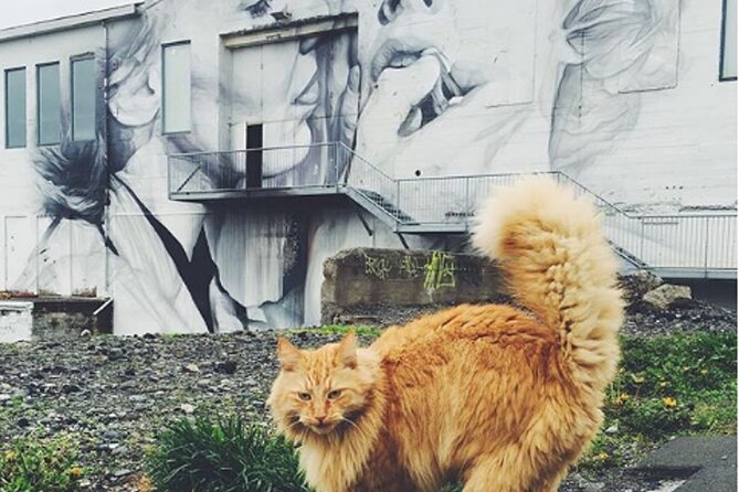 Private Reykjavik Cat Walking Tour - Reviews and Feedback