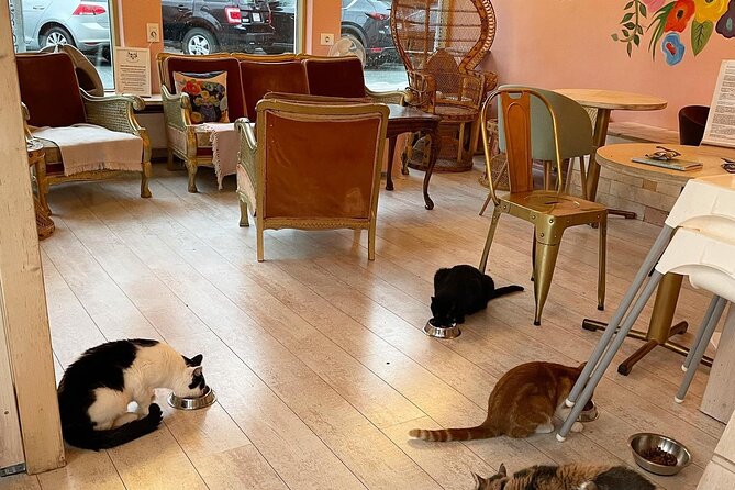 Private Reykjavik Cat Walking Tour - Exploring Reykjaviks Feline Perspective