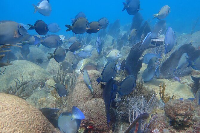 Private Rincon Snorkeling Adventure - The Sum Up: Who Should Book This Tour?