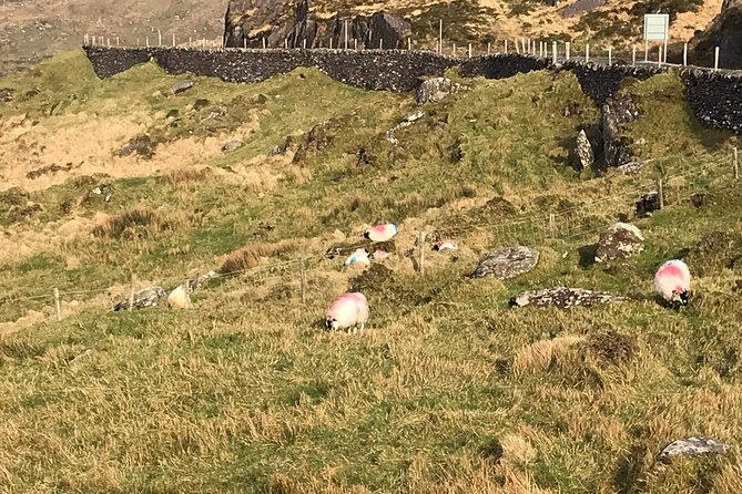 Private Ring of Kerry Tour Review - Exploring the Ring of Kerry