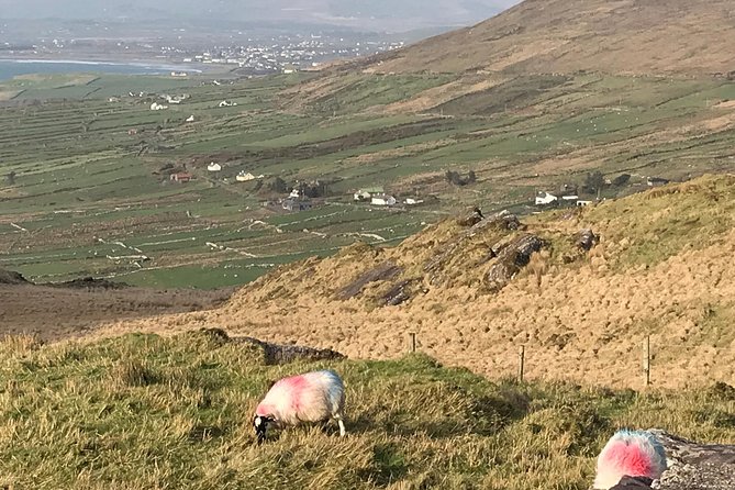 Private Ring of Kerry Tour Review - Customizing the Experience