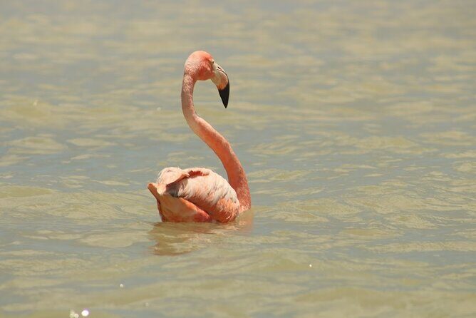 Private Rio Lagartos Flamingo and pink lakes - The Wildlife and Scenery
