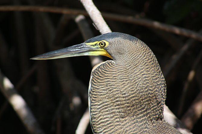 Private Rio Lagartos Flamingo and pink lakes - Pricing and Value