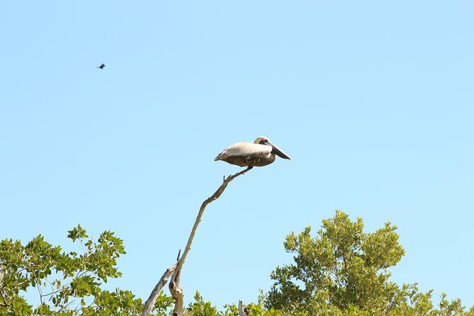 Private Rio Lagartos Flamingo and pink lakes - Who Will Love This Tour?