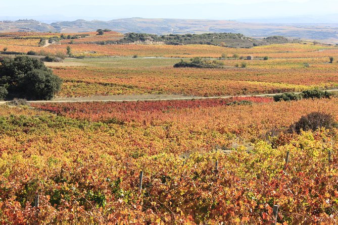 Private Rioja Wine Tasting Tour From San Sebastian - Reviews and Recommendations