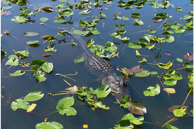 Private River Of Grass Everglades Airboat Adventure - Booking Information