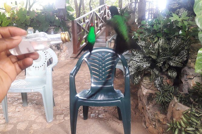 Private Rockland Bird Sanctuary Tour from Montego Bay - FAQs