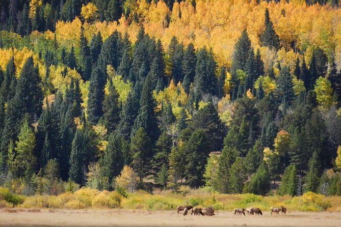 Private Rocky Mountain National Park 4 Hour Tour - FAQ