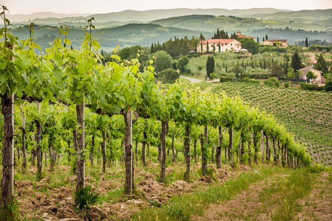 Private Rome's Wine Tasting Tour in Frascati - Exclusive - Tasting the Best Local Wines