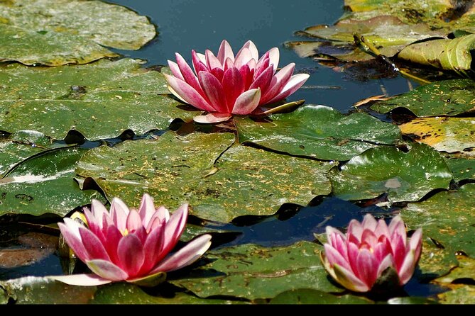 Private Rouen, Giverny Day trip from Paris with Michelin Lunch - Why This Tour Is a Great Choice