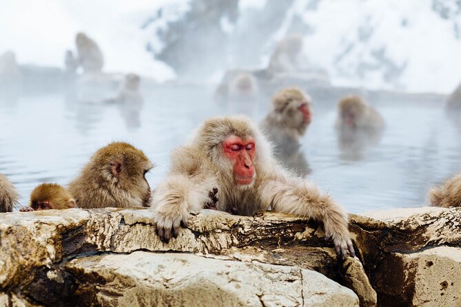 Private Roundtrip Transport: To/From Snow Monkey Park - Pricing and Booking Information