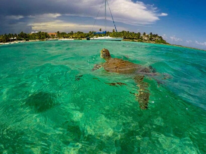 Private Ruins, Turtles Snorkel & Adventure Park with Lunch - Who Will Enjoy This Tour Most?