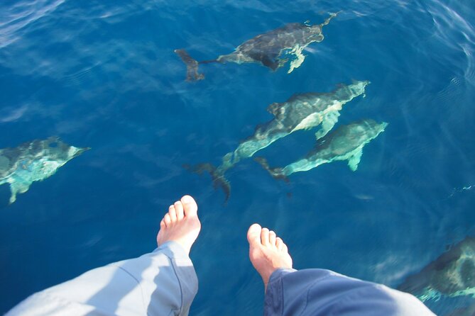 Private Sailing - Dolphin Experience From Estepona - Drink & Food - Onboard Amenities and Inclusions