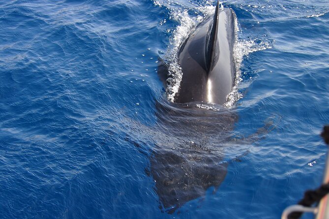 Private Sailing - Dolphin Experience From Estepona - Drink & Food - Indulging in the Light Lunch