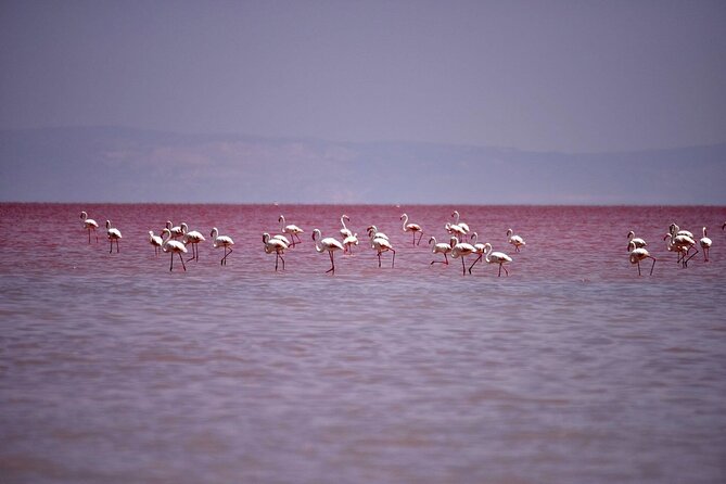 Private Salt Lake Tour - Authentic Experiences and Guest Feedback