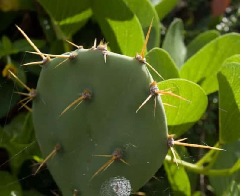 Private: Samana Adventure Cayo Levantado Kayak Snorkel Tour - The Sum Up