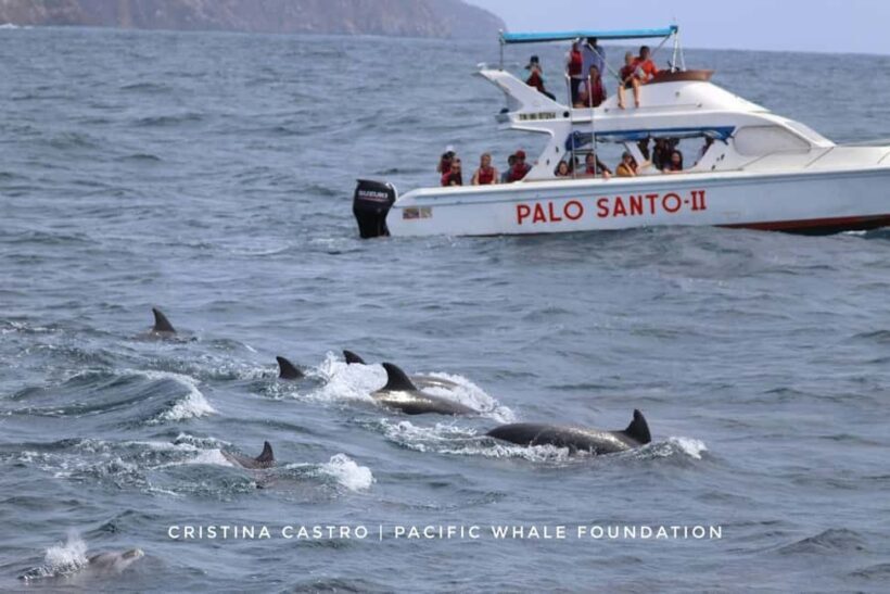 Private: Samana: Bay of Samaná Whale Watching Experience - Why This Whale Watching Tour Stands Out