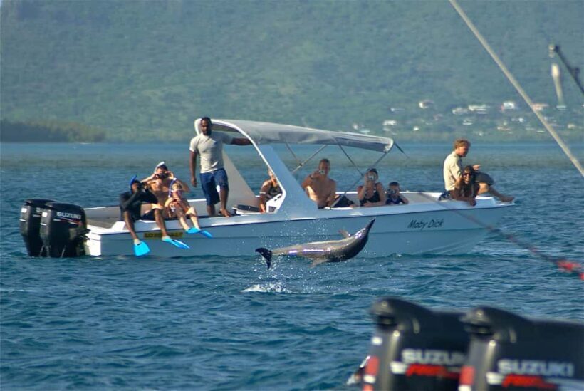 Private: Samana: Bay of Samaná Whale Watching Experience - Practical Details: What You Need to Know