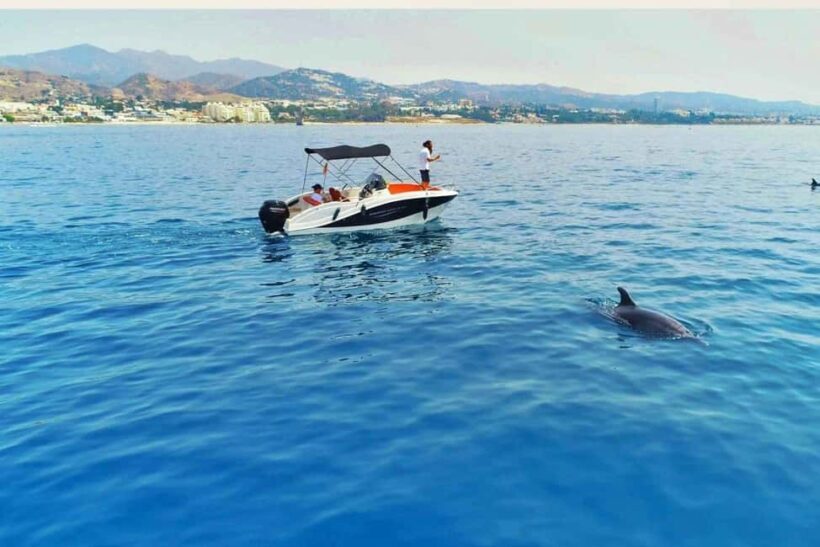 Private: Samana: Bay of Samaná Whale Watching Experience - FAQ
