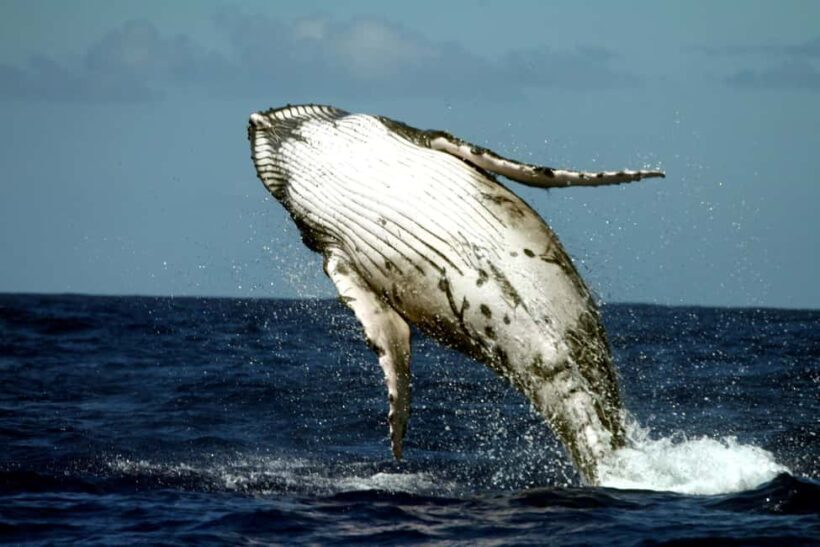 Private: Samaná Whale & Cayo Levantado Luxury Day Trip - Who Will Love This Tour?