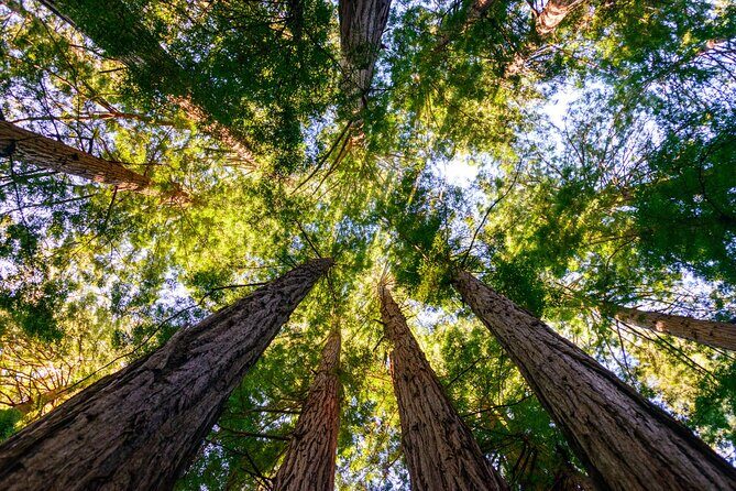 Private San Francisco City Tour and Muir Woods with Sausalito - The Sum Up: Who Will Love This Tour?