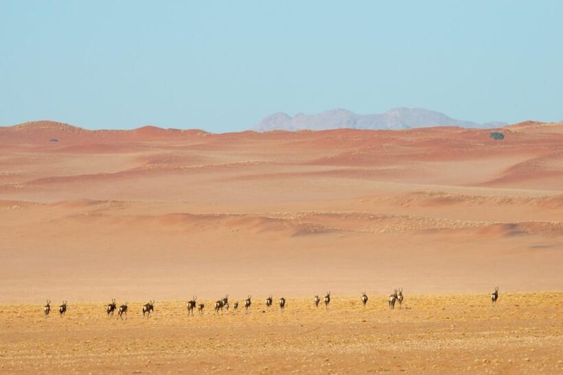Private Sandwich Harbour 4x4 Tour with Lunch - Walvis Bay - FAQ