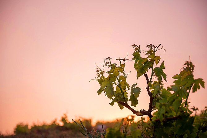 Private Santorini Wine Roads Tour With Tastings - Exploring Local Delicacies and Pairings