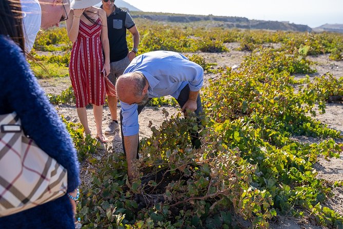 Private Santorini Wine Roads Tour With Tastings - Logistics: Transportation and Comfort Details