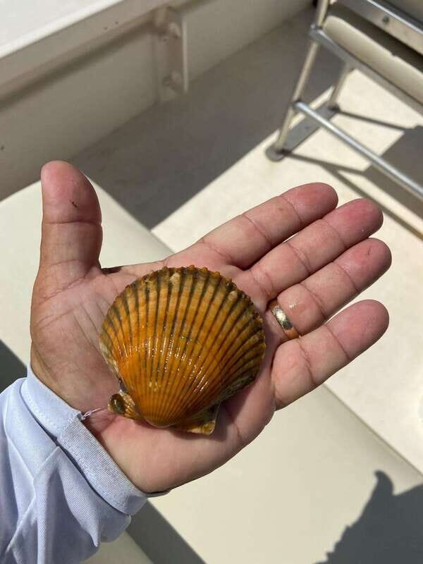 Private Scallop Hunt and Snorkel - FAQs