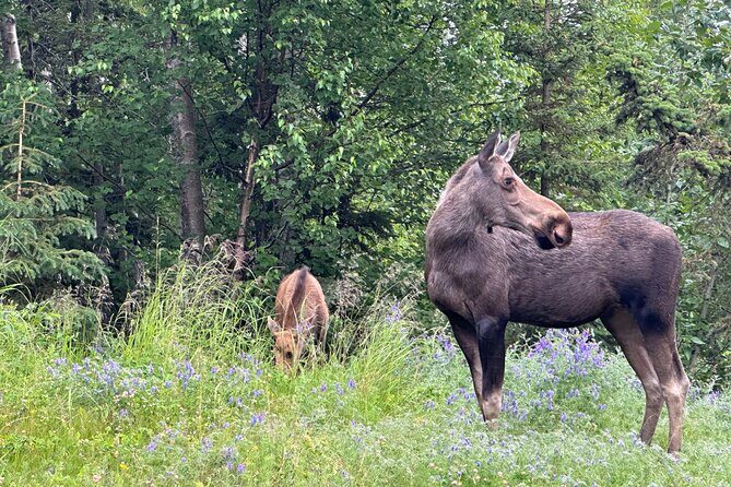 Private Scenic Turnagain Arm Glacier Tour from Anchorage - The Sum Up: Who Is This Tour Best For?