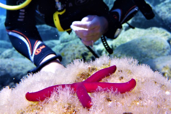 Private Scuba Diving Experience in Mandraki - Pricing Details and Booking Information