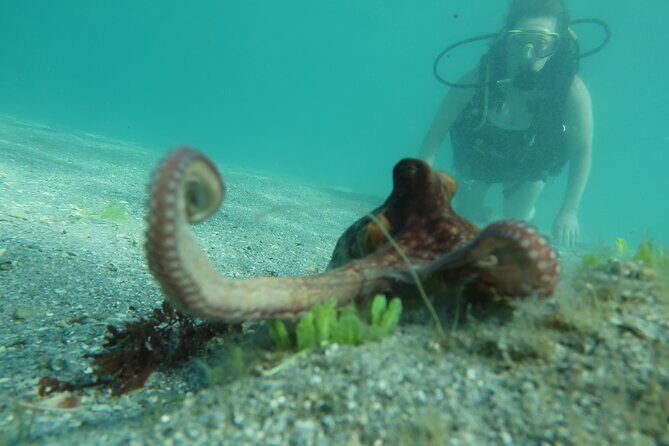 Private Scuba Diving Expert-Led Excursion Training with Tour - An Honest Look at the Private Scuba Diving Experience in West Palm Beach