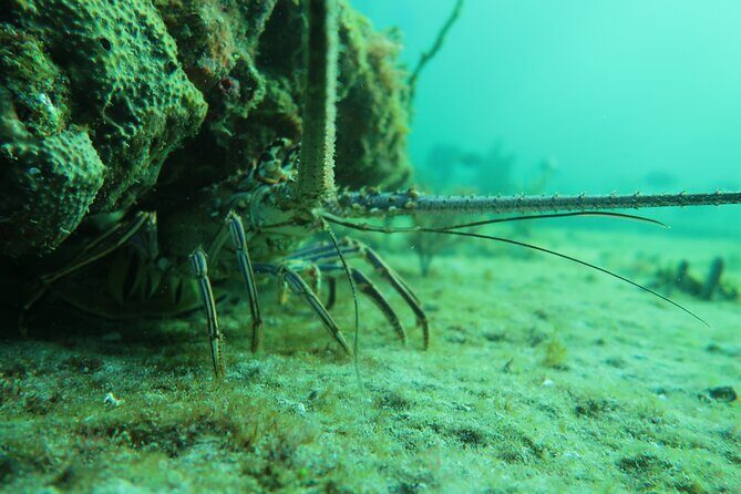 Private Scuba Diving Expert-Led Excursion Training with Tour - What to Expect from Your West Palm Beach Scuba Day