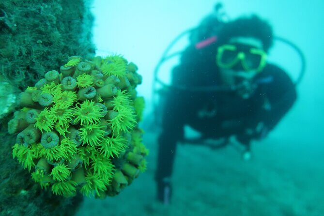 Private Scuba Diving Expert-Led Excursion Training with Tour - Who Should Book This Tour?