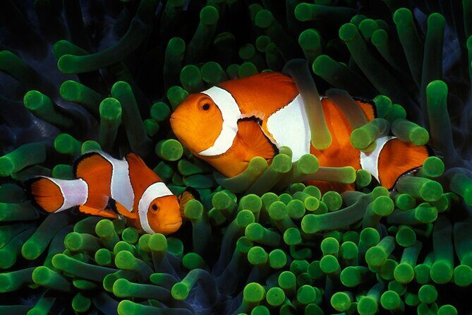 Private Scuba Diving Initiation with Licensed Guide - An Honest Look at the Experience