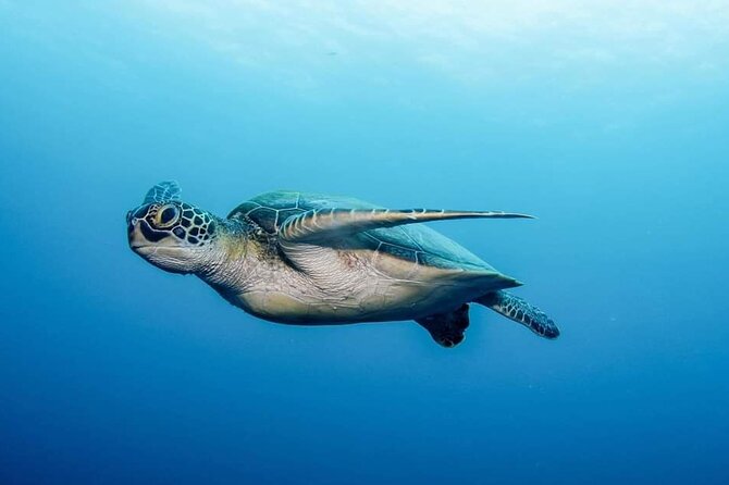 Private Scubadiving With Professional Instructor, Photos Included - Exploring the Underwater World