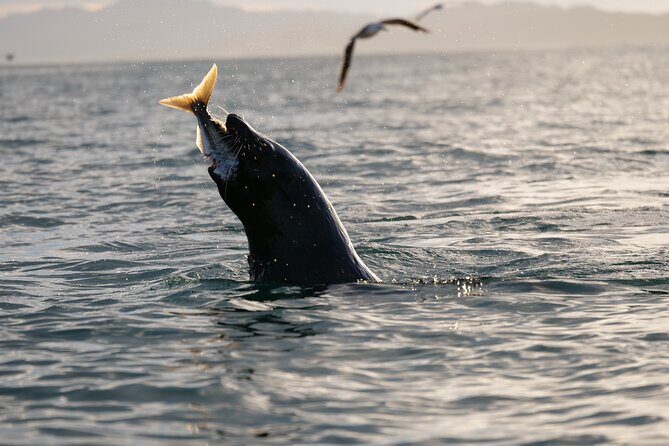 Private Seal Kayaking and Wildlife Tour in Kaikoura - Who Should Consider This Tour?