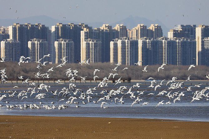 Private Seasonal Day Tour to Beidaihe from Beijing with Birding Experience - An In-Depth Look at the Tour Experience