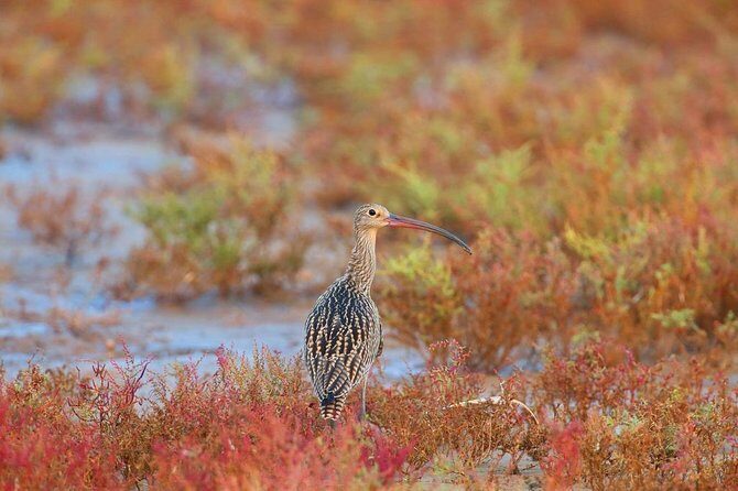 Private Seasonal Day Tour to Beidaihe from Beijing with Birding Experience - FAQ