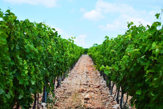 PRIVATE -Secrets of Dalmatian karst & wine experience - The Sum Up