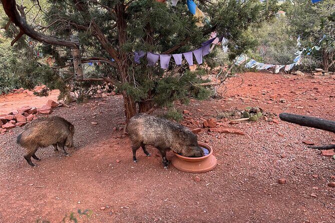 Private Sedona Tour in a Luxury SUV and Local Guide - What the Tour Means for You