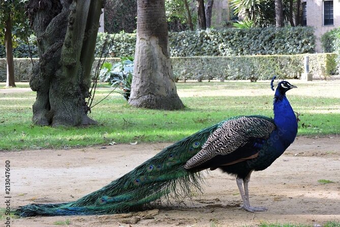 Private Sevilla Tour for families with children and teens... - The Practicalities and What They Mean for You