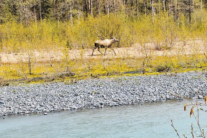 Private Seward Cruise Transit Tour with National Park and AWCC - The Sum Up