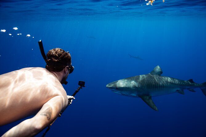 Private Shark Dive, Oahu, Hawaii (6 Guest) - Exploring the Private Shark Dive in Oahu, Hawaii