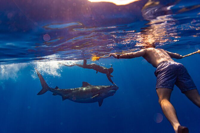 Private Shark Dive, Oahu, Hawaii (6 Guest) - Key Points