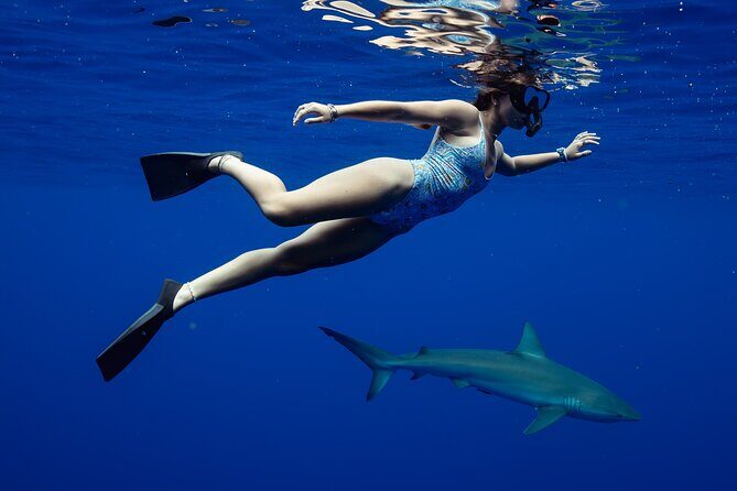 Private Shark Dive, Oahu, Hawaii (6 Guest) - What You’ll See and Do