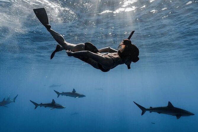 Private Shark Dive, Oahu, Hawaii (6 Guest) - Pricing and Value